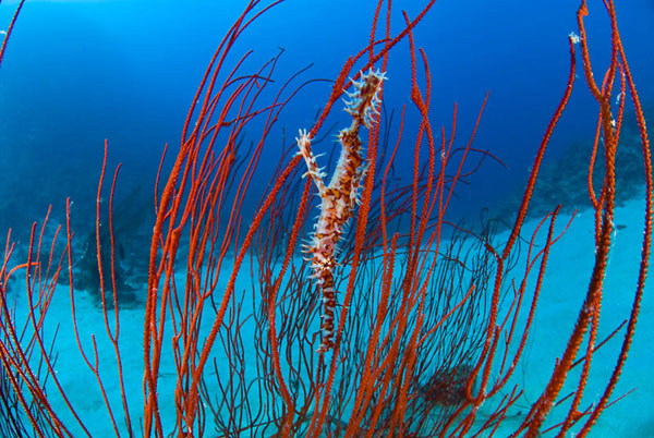 Photo Gallery: Images Of The Coral Triangle Captured In Stunning New ...
