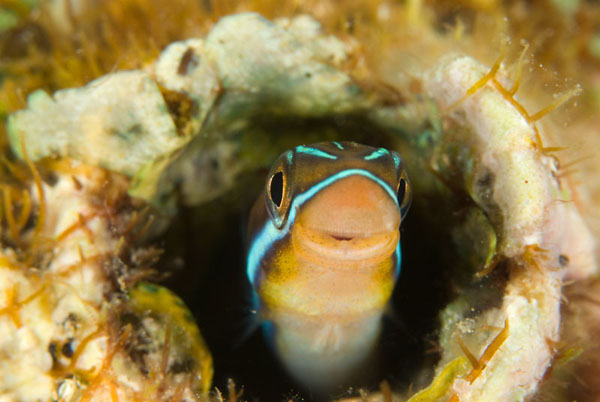 Photo Gallery: Images Of The Coral Triangle Captured In Stunning New ...