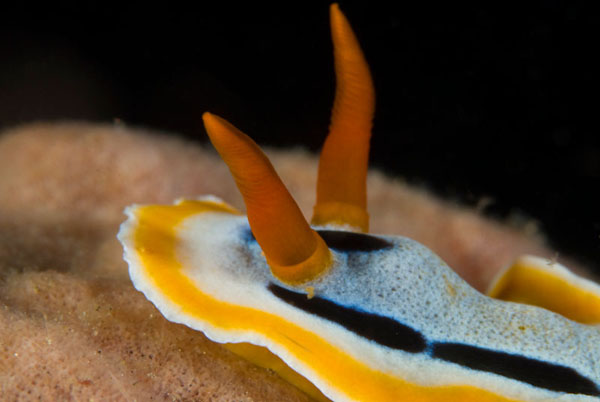 Photo Gallery: Images Of The Coral Triangle Captured In Stunning New ...