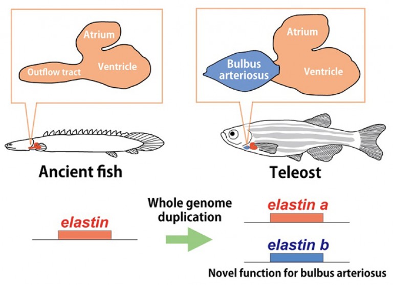 The ‘Smooth Operators’ In Fish Hearts – Asian Scientist Magazine