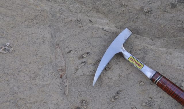 Burrowing Into The Bobbit Worm’s Behavior – Asian Scientist Magazine