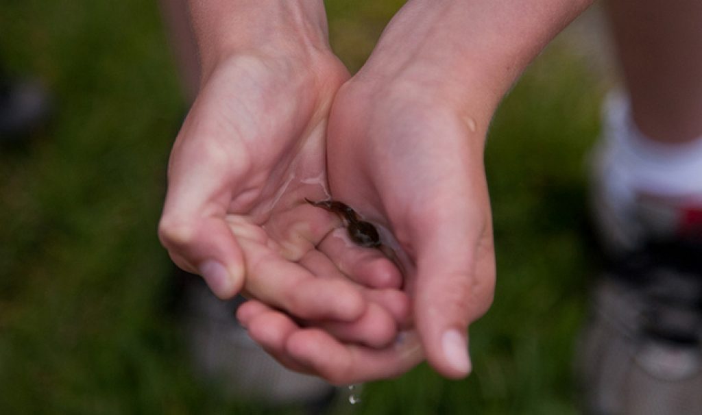 Japanese Tadpoles Enjoy Hot Springs, Just Like Us – Asian Scientist ...