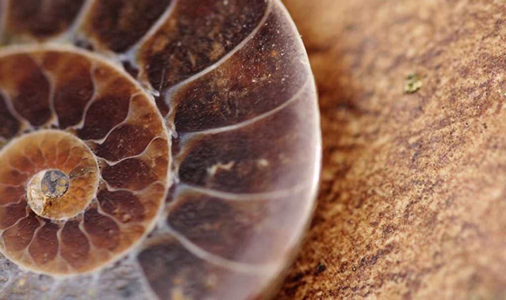 How Life (Barely) Survived The Great Extinction – Asian Scientist Magazine