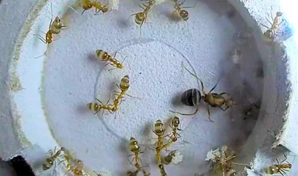 These Ants Go Crazy For Eggs – Asian Scientist Magazine