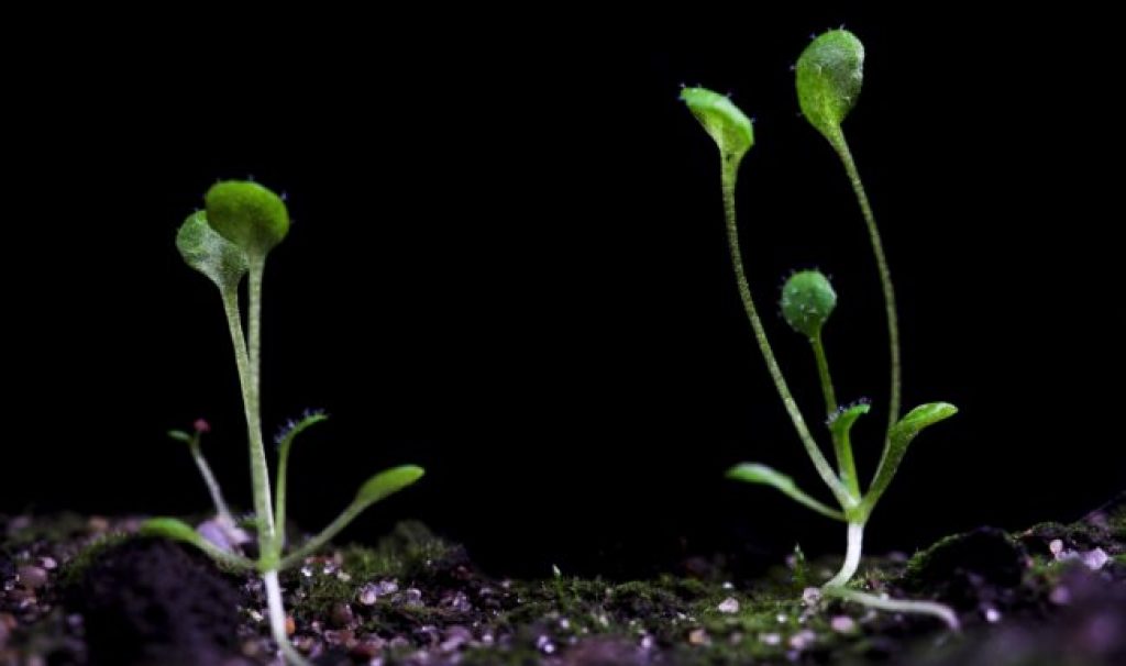 Arsenic Hitches A Ride On Sugar Transporters To Reach Plant ‘Arteries ...