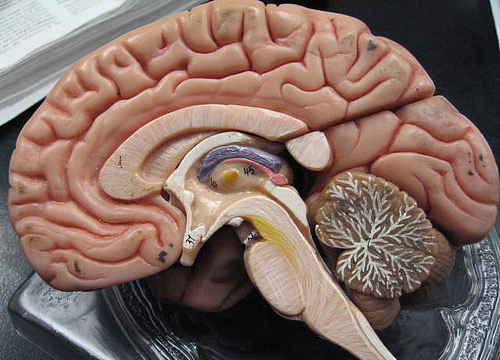 Critical Role Of Gene In Brain Development – Asian Scientist Magazine