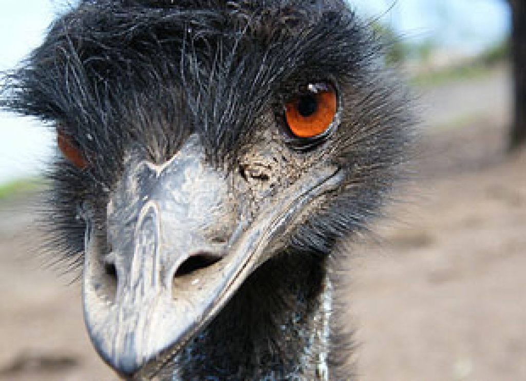 Emu Oil As An Alternative Treatment For Irritable Bowel Disease, Study ...