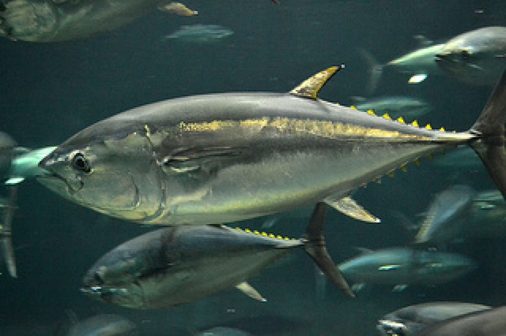 Genome Study Reveals Secret Of Pacific Bluefin Tuna’s Superior Eyesight ...
