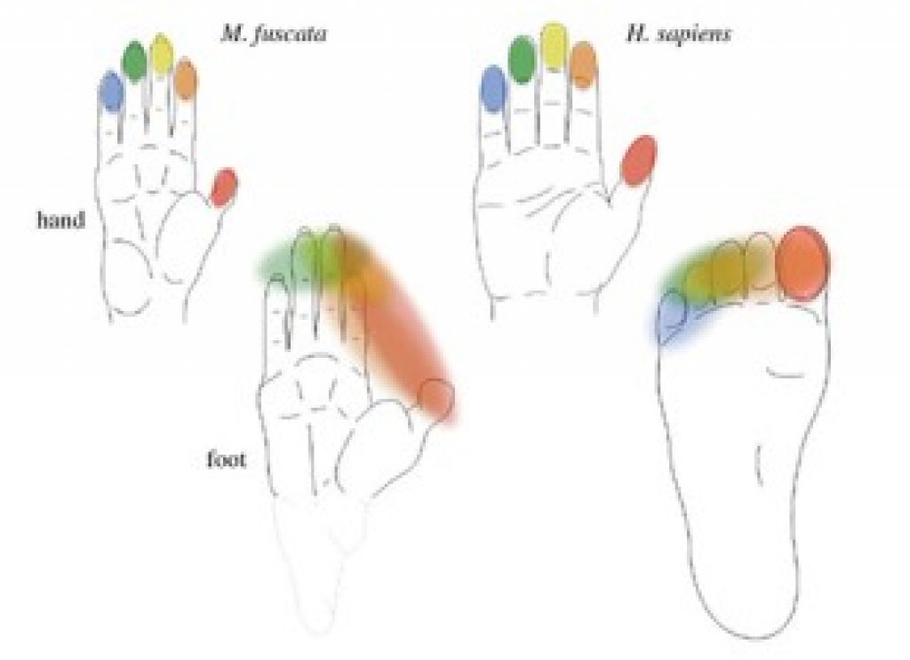 Humans Evolved Dexterous Hands Before Agile Feet – Asian Scientist Magazine