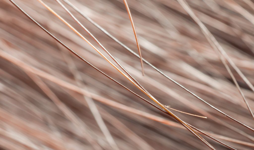 Catching Criminals By A Hair’s Breadth – Asian Scientist Magazine