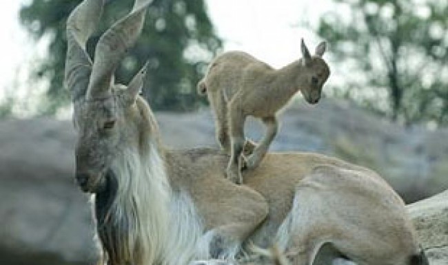 Markhor Goat Species Makes Comeback In Pakistan | Asian Scientist ...