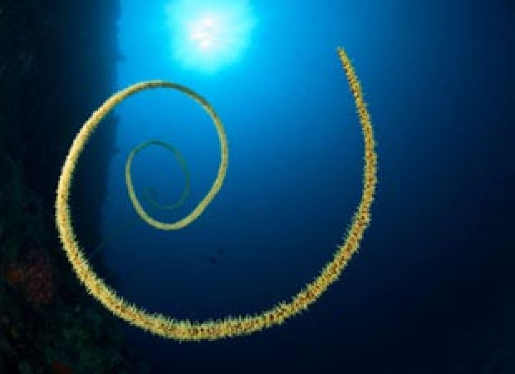 Photo Gallery: Images Of The Coral Triangle Captured In Stunning New ...