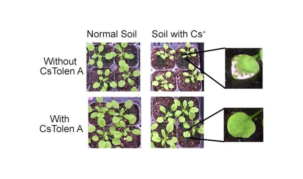 Protecting Crops From Radiation-Contaminated Soil – Asian Scientist ...