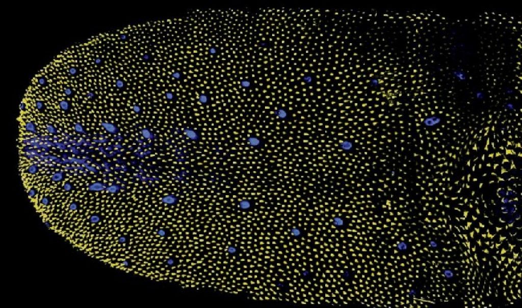 Scientists Capture Living Taste Cells In Action – Asian Scientist Magazine