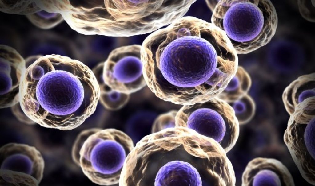 Tracing The Dendritic Cell Family Tree – Asian Scientist Magazine