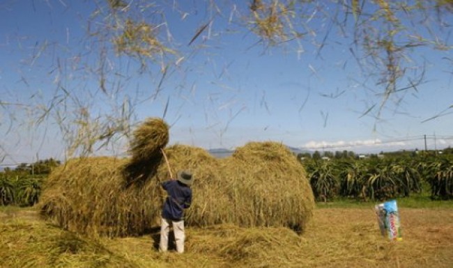 RICEPLUS MAGAZINE: Rice R&D (Innovation & Technology)