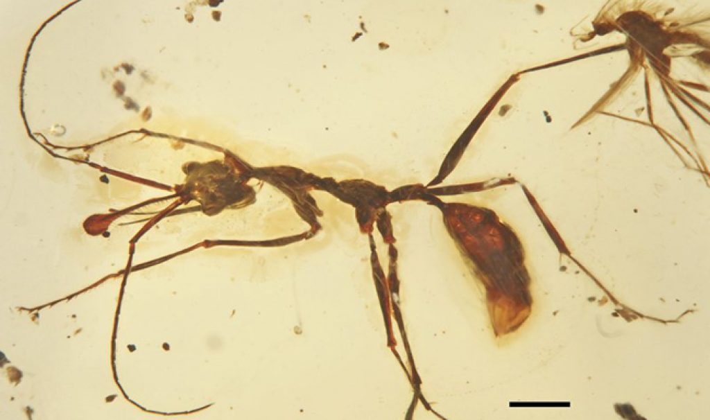 Ancient ‘Unicorn’ Ant Trapped Prey With Its Giant Horn – Asian ...