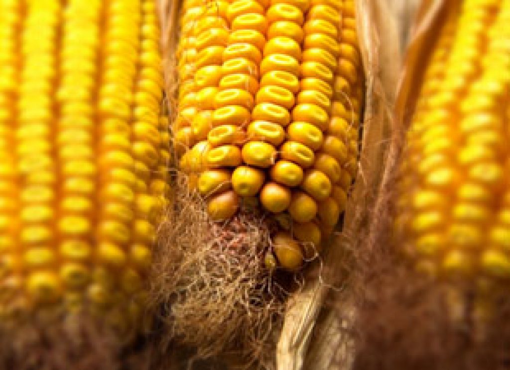 Bayer CropScience opens Seed Laboratory in Singapore – Asian Scientist ...