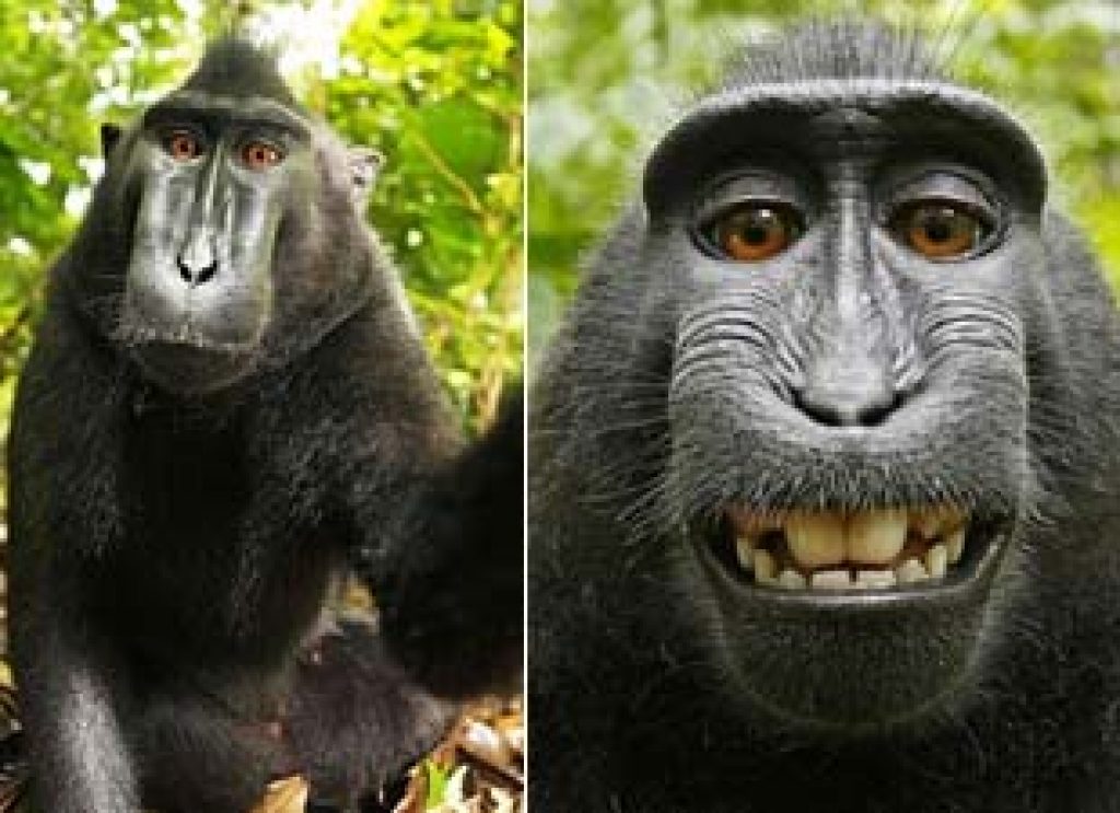 Macaque Monkey Steals Camera And Takes Photo Of Himself – Asian ...