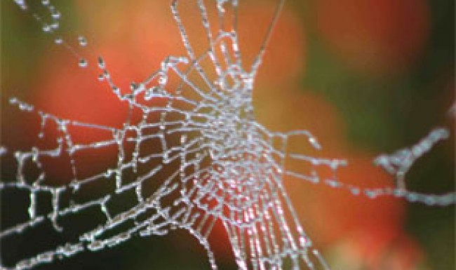 Genetically Modified Silkworms Produce Spider Silk | Asian Scientist ...