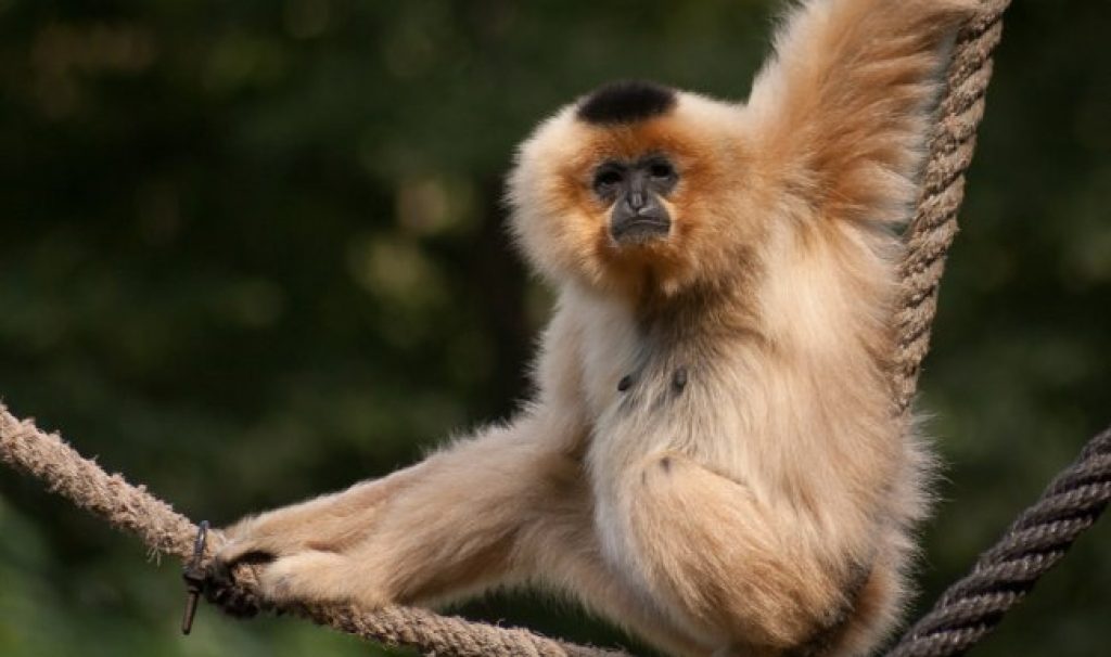 Ancient Chinese Archives Track Decline Of Rare Apes – Asian Scientist ...